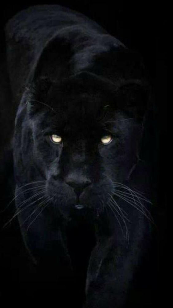 Prowl – Thesaurus Game